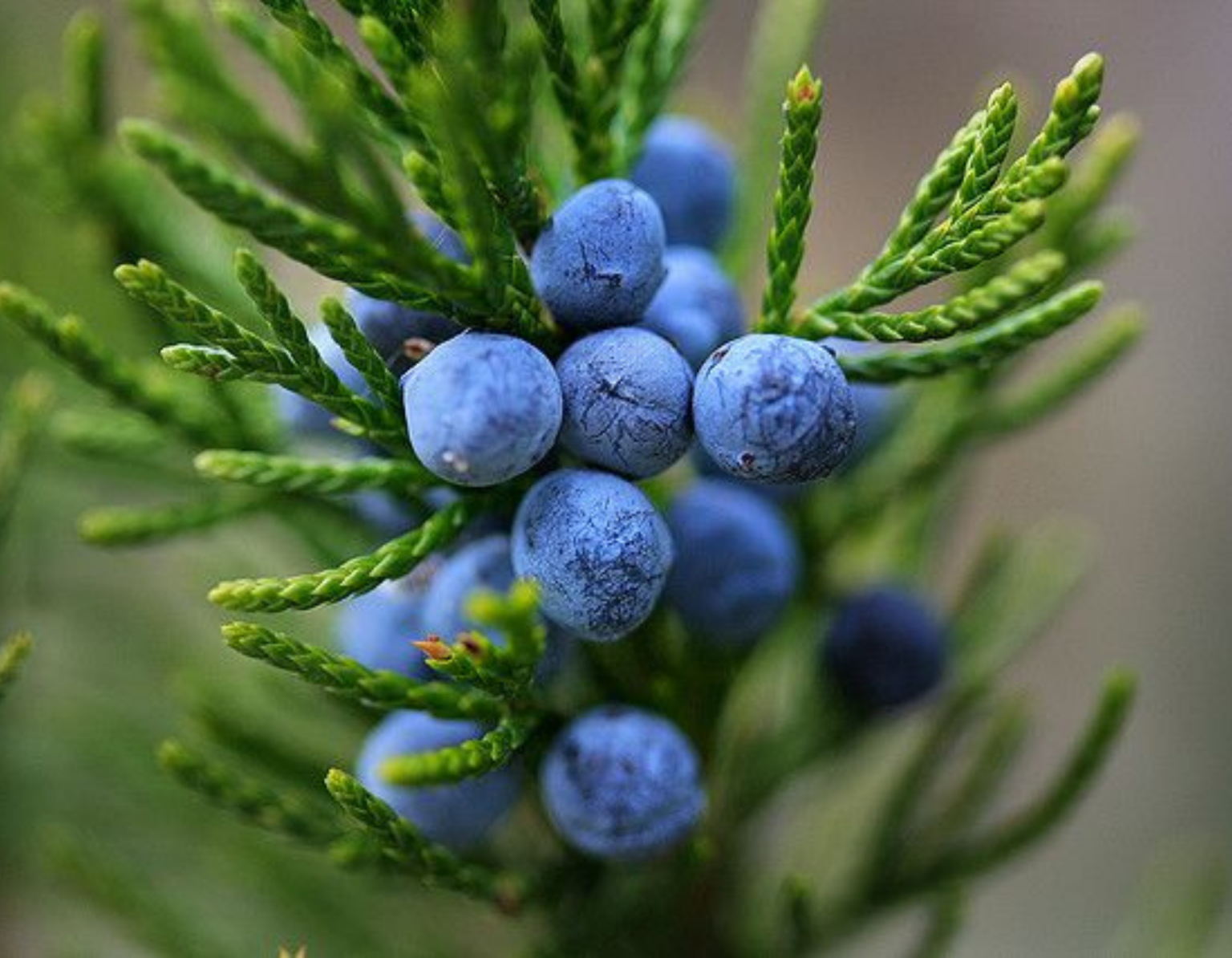 Why We Love Juniper Berry! - Perfume Playground