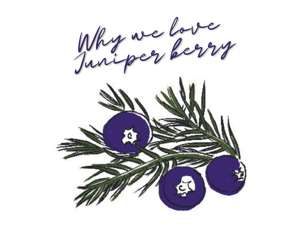 Why We Love Juniper Berry! - Perfume Playground